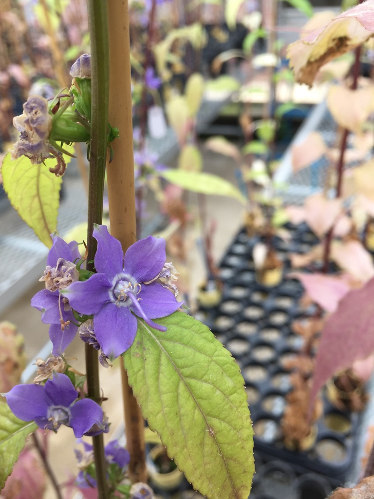 Research – J. L. Ison's Lab Page